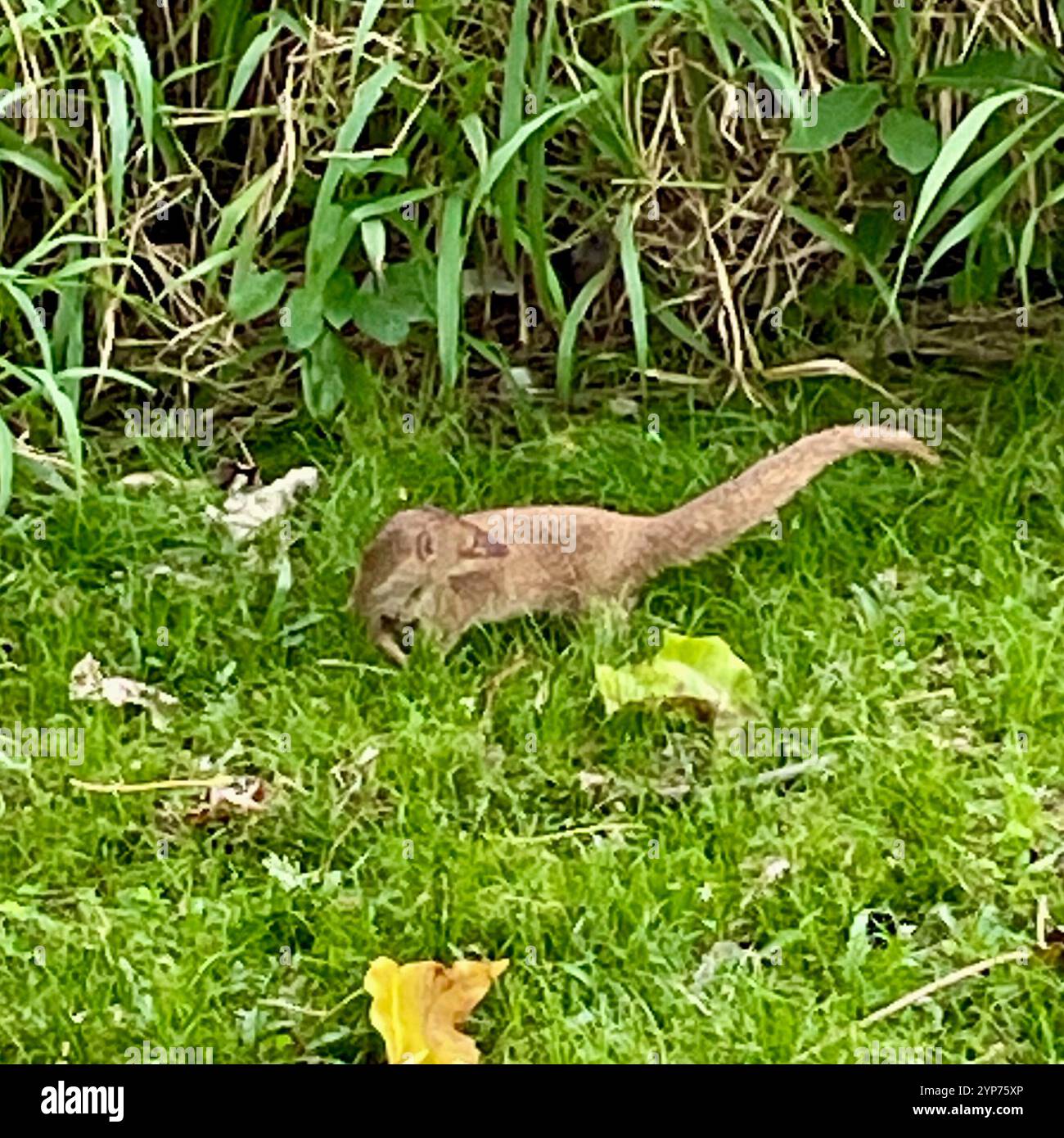 Small Indian Mongoose (Urva auropunctata Stock Photo - Alamy