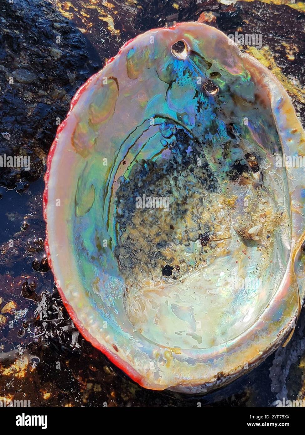Red Abalone (Haliotis rufescens Stock Photo - Alamy