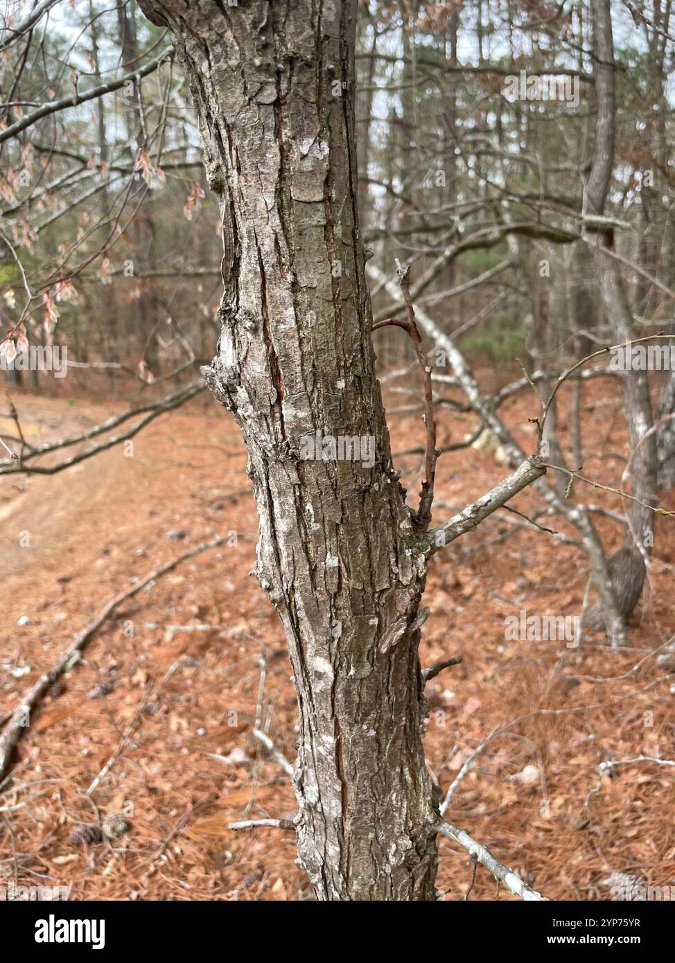 Winged Elm (Ulmus alata Stock Photo - Alamy