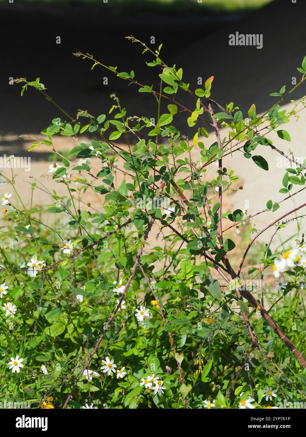 Florida beggarweed (Desmodium tortuosum Stock Photo - Alamy