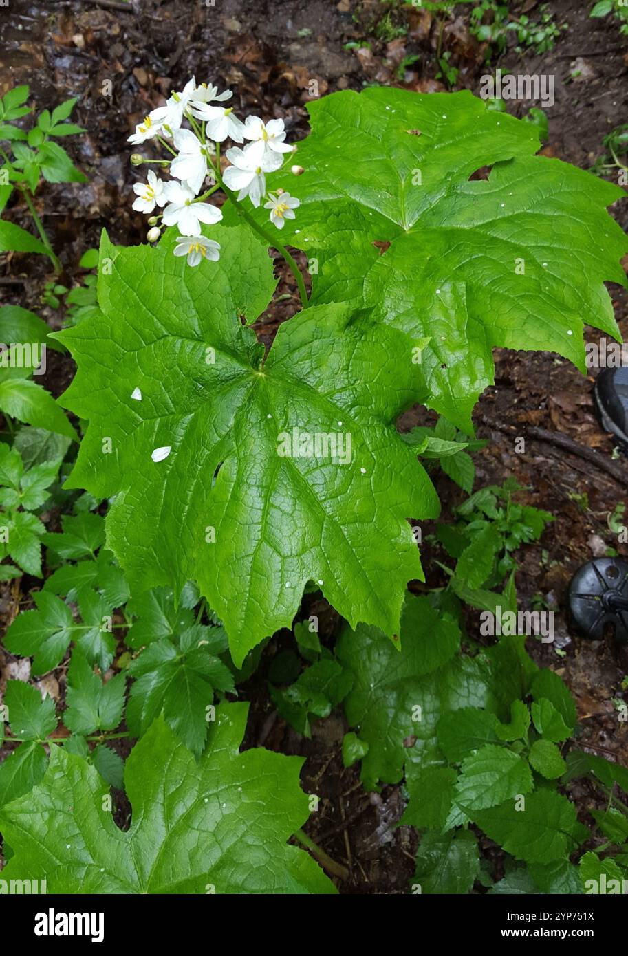 Umbrella-leaf (Diphylleia cymosa Stock Photo - Alamy