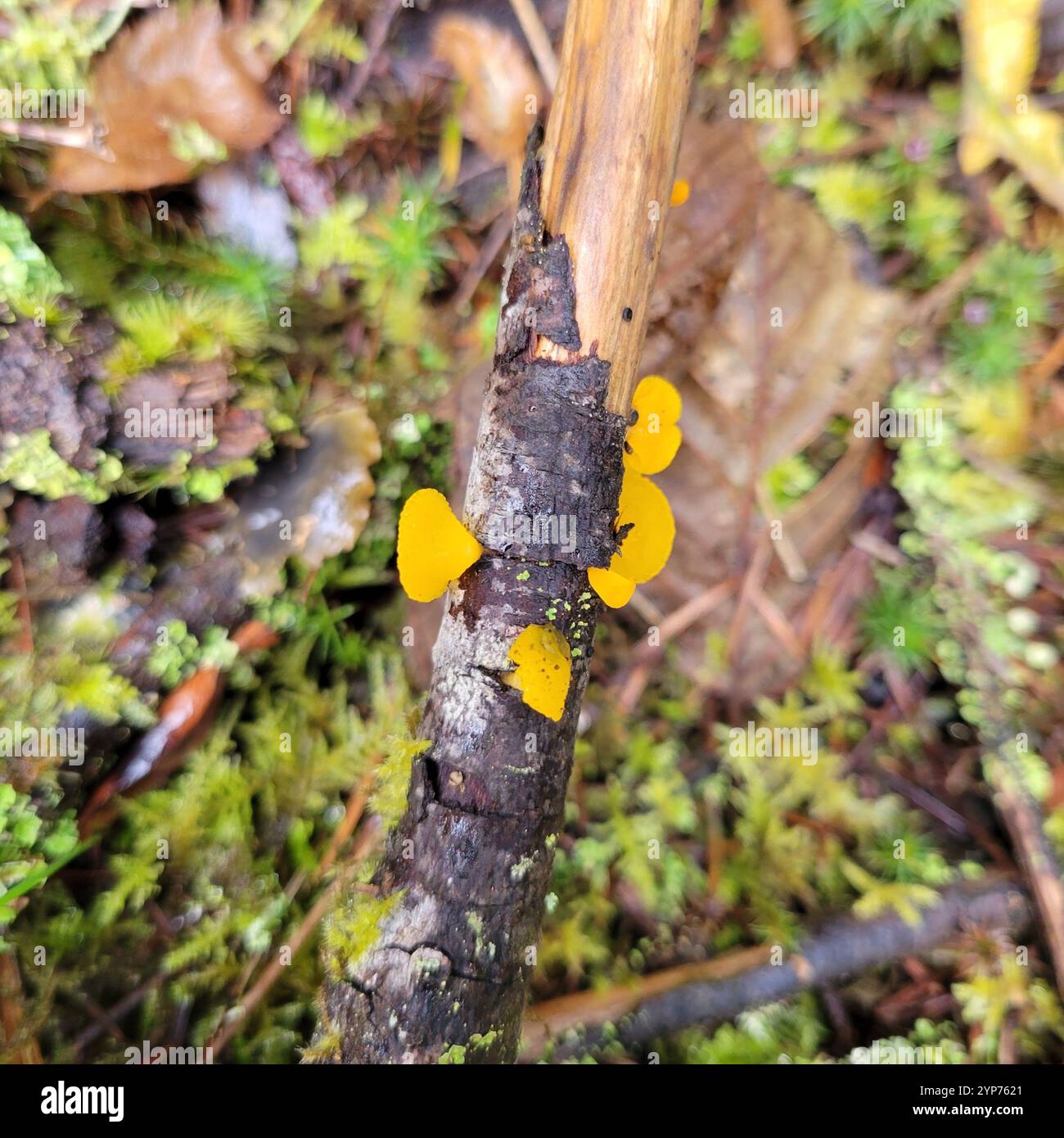 alpine jelly cone (Guepiniopsis alpina Stock Photo - Alamy