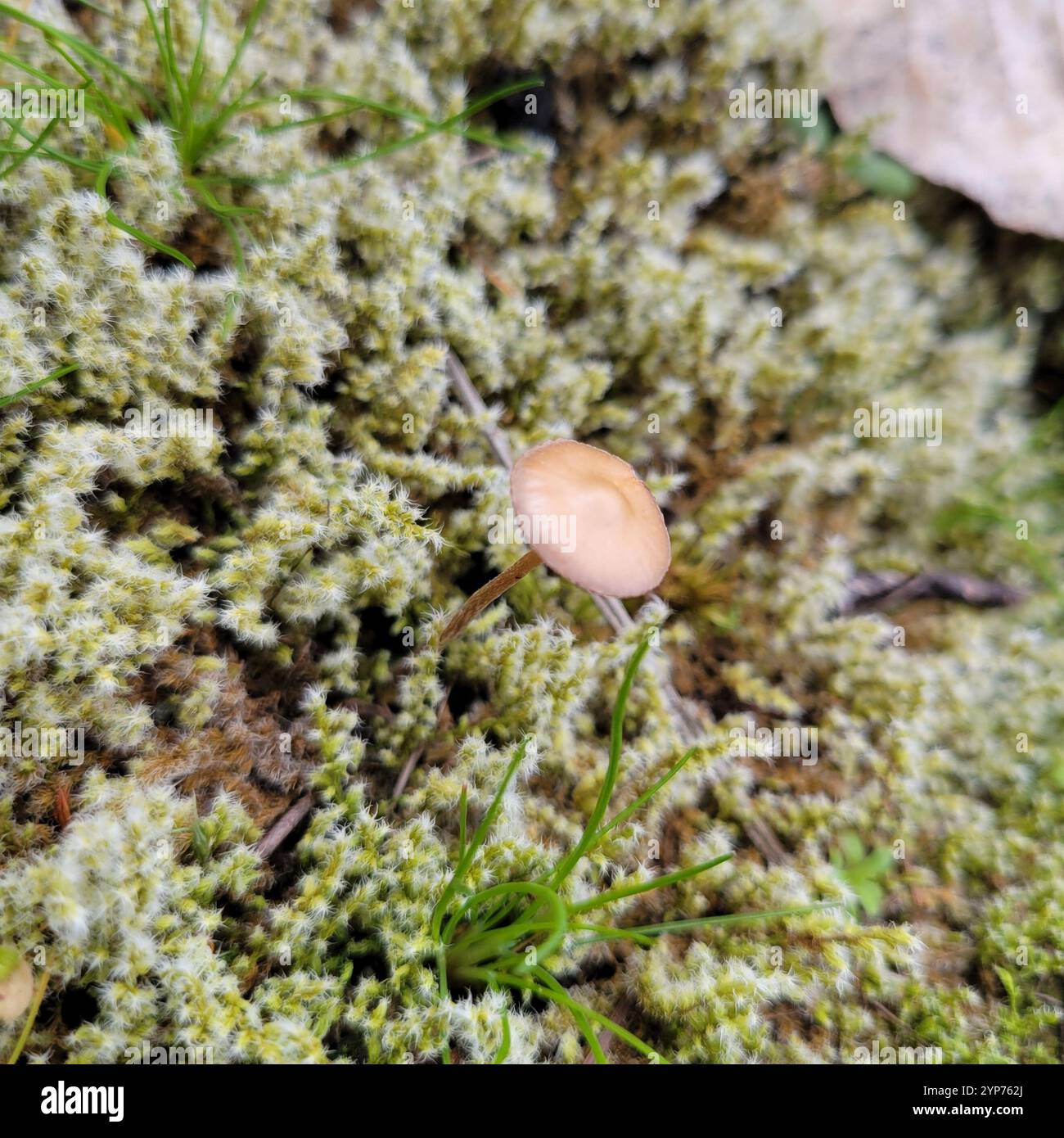 mountain moss deconica (Deconica montana Stock Photo - Alamy