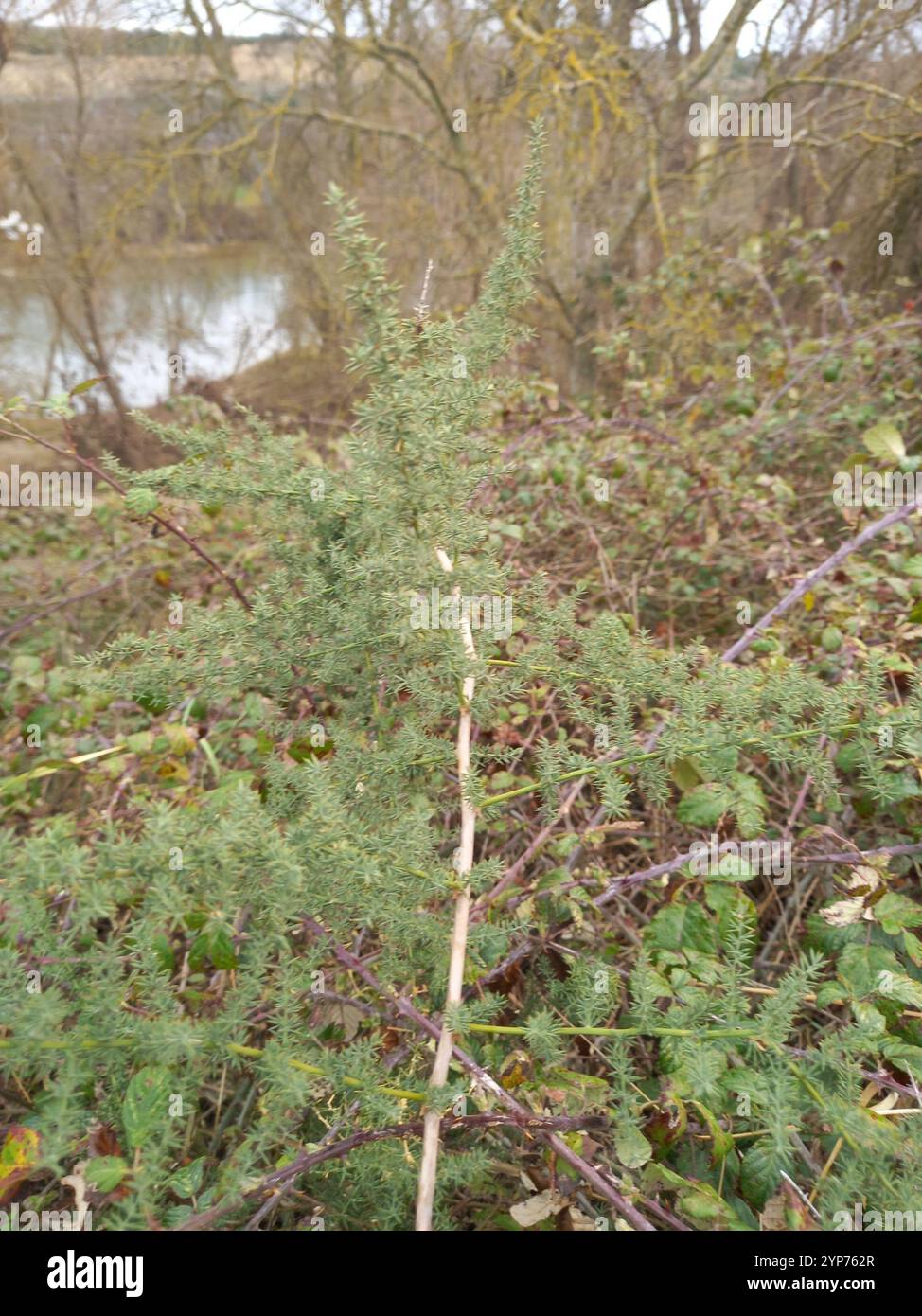 Spiny Asparagus (Asparagus acutifolius Stock Photo - Alamy