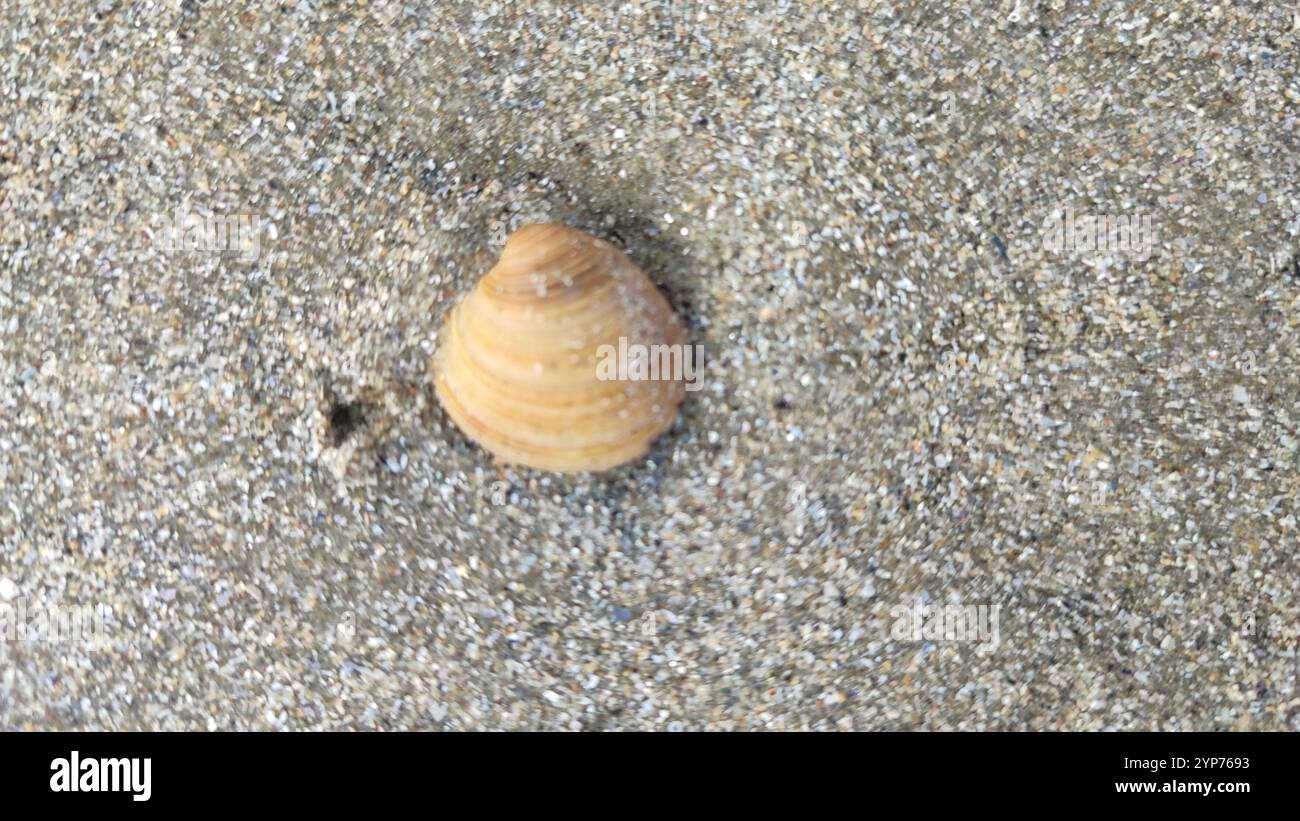 Striped Venus (Chamelea gallina Stock Photo - Alamy