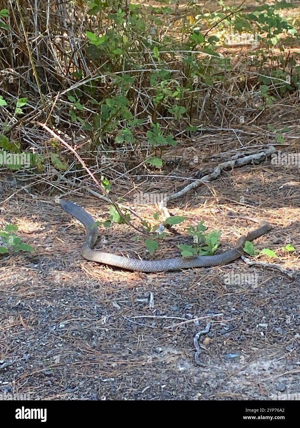 Eastern Brown Snake (Pseudonaja textilis Stock Photo - Alamy