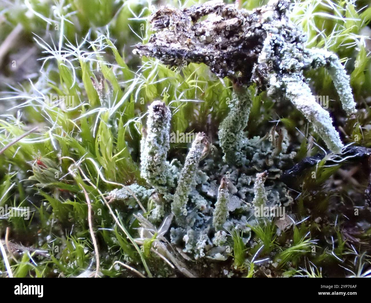 pixie cup and reindeer lichens (Cladonia Stock Photo - Alamy