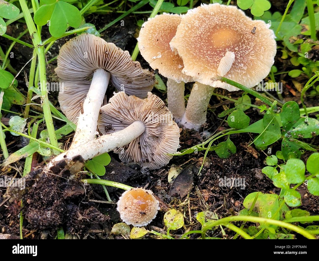Pale Brittlestem (Candolleomyces candolleanus Stock Photo - Alamy