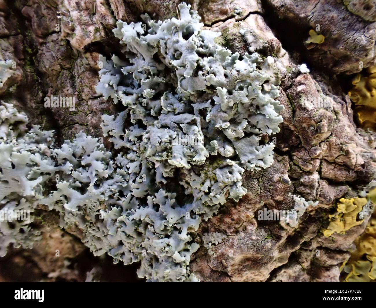 Fringed Rosette Lichen (Physcia tenella Stock Photo - Alamy