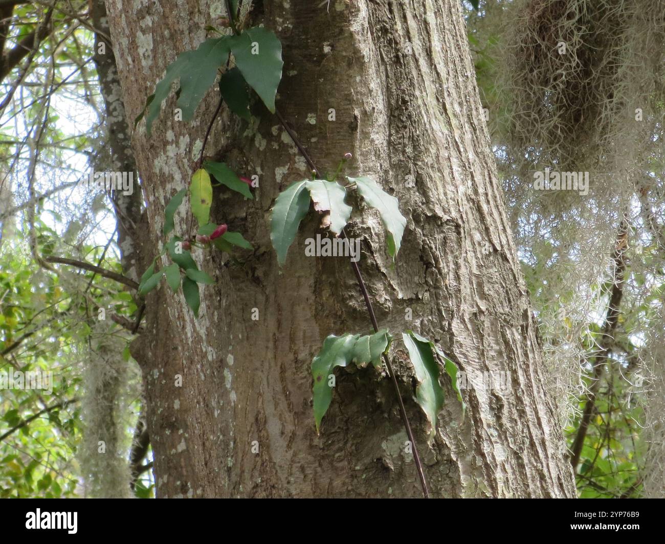 cross vine (Bignonia capreolata Stock Photo - Alamy