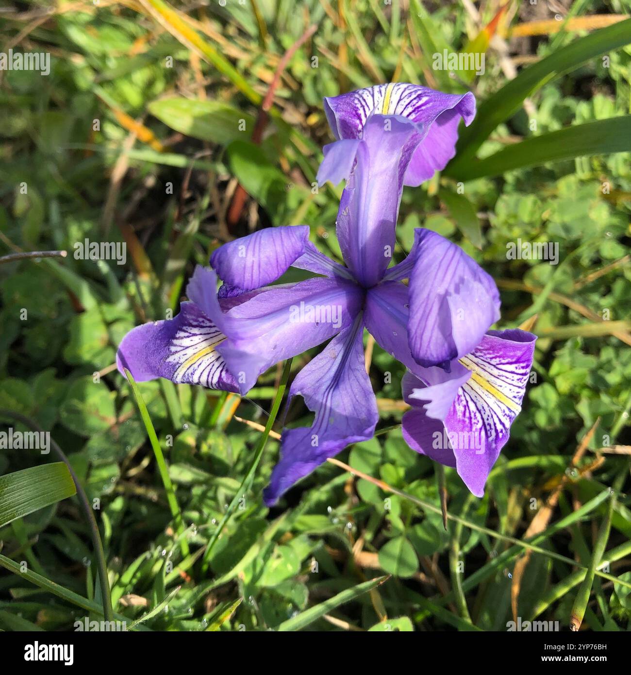 Douglas iris (Iris douglasiana Stock Photo - Alamy