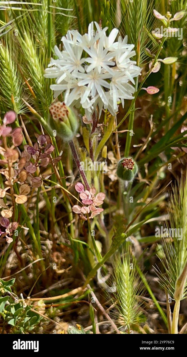 Blow Wives (Achyrachaena mollis Stock Photo - Alamy