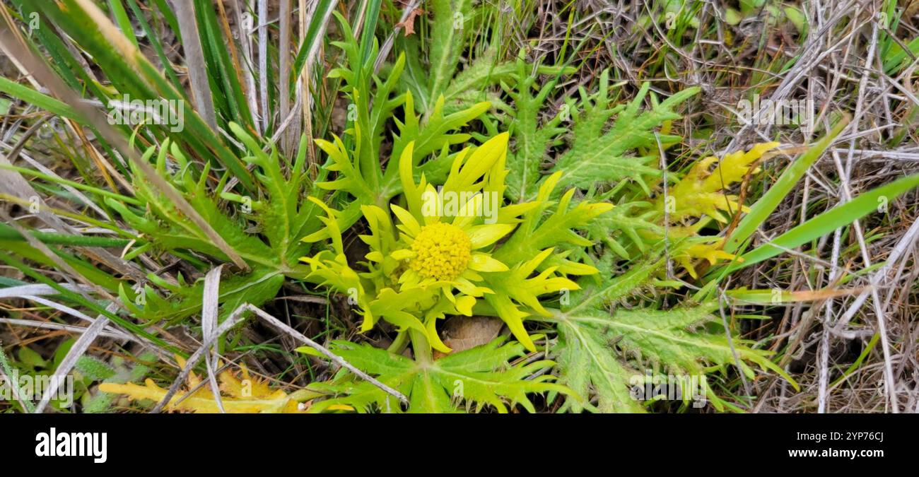 Footsteps of spring (Sanicula arctopoides Stock Photo - Alamy