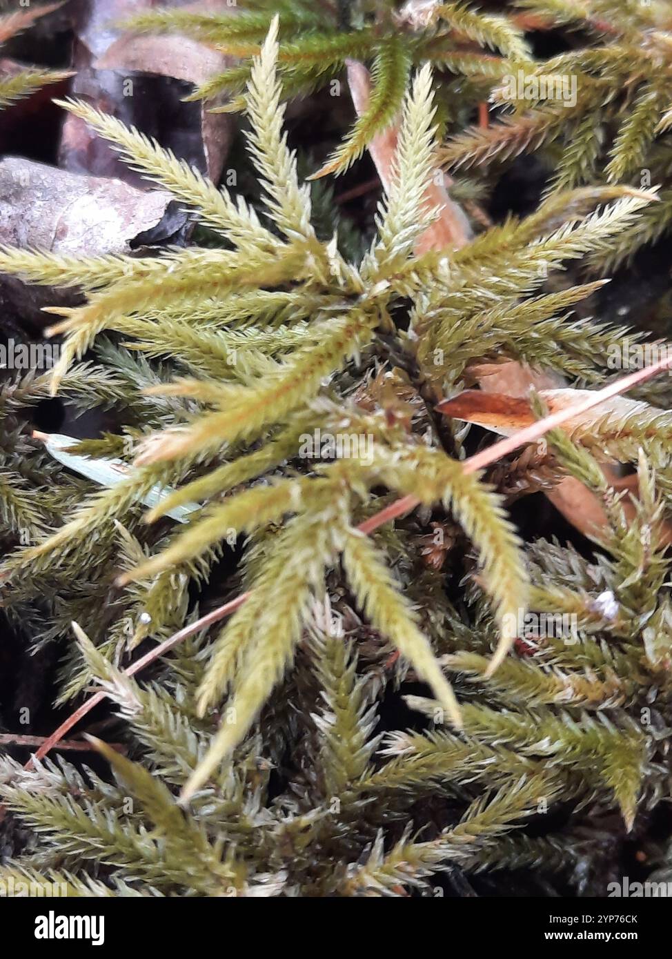 Climacium hi-res stock photography and images - Alamy