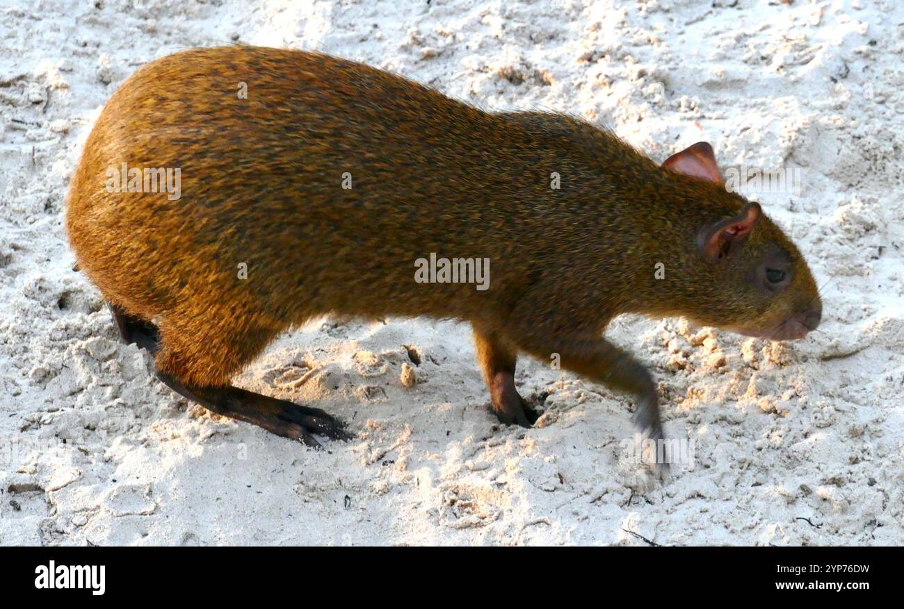 Central American Agouti (Dasyprocta punctata Stock Photo - Alamy