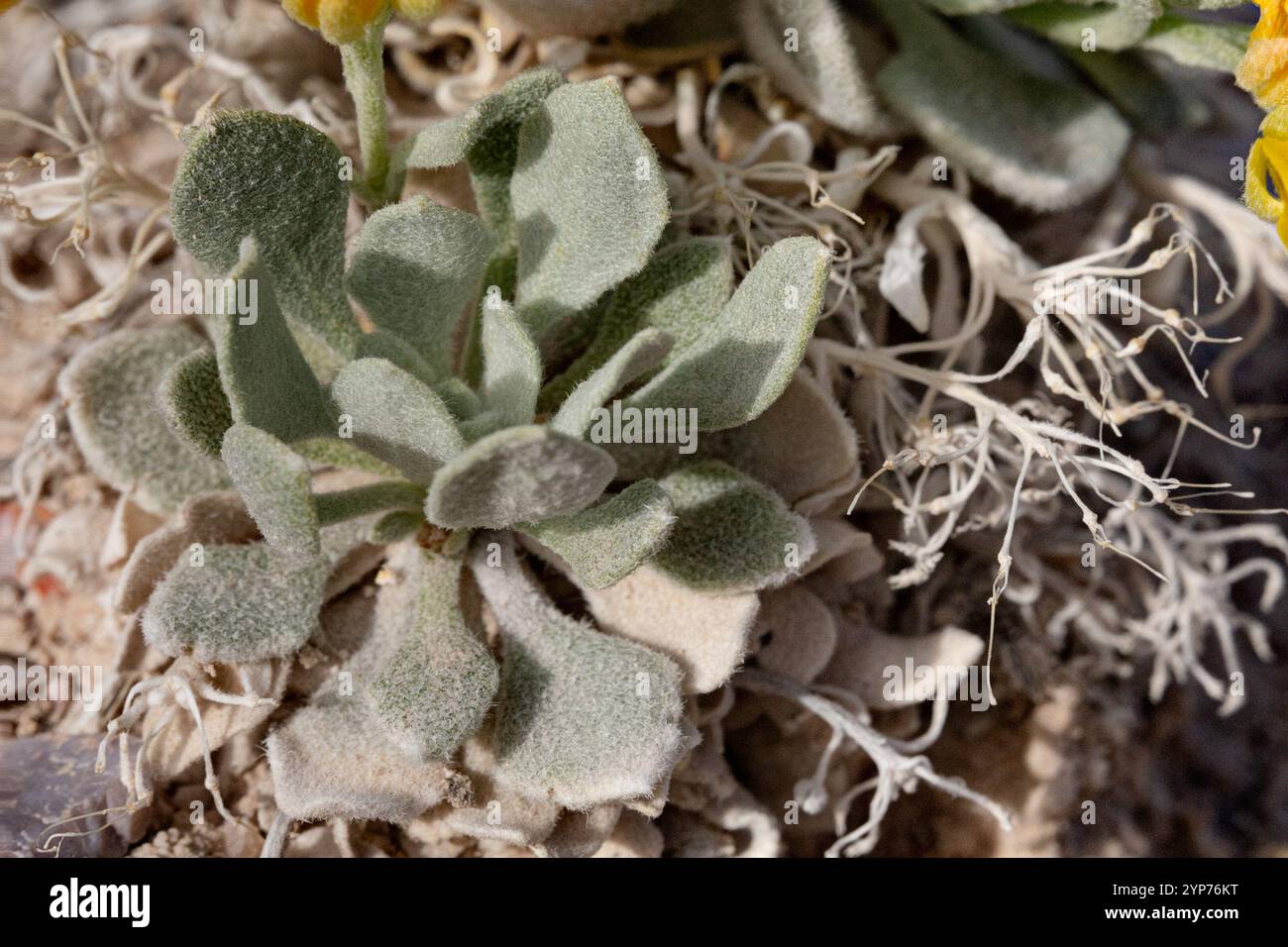 (Physaria didymocarpa lanata Stock Photo - Alamy