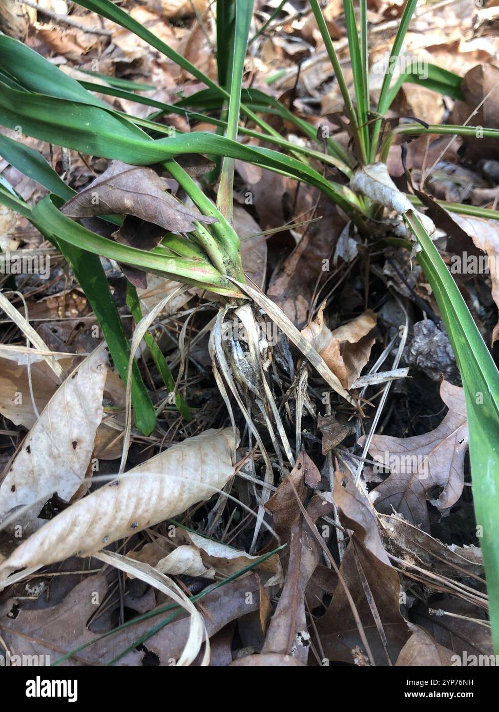 Weak-leaf Yucca (Yucca flaccida Stock Photo - Alamy