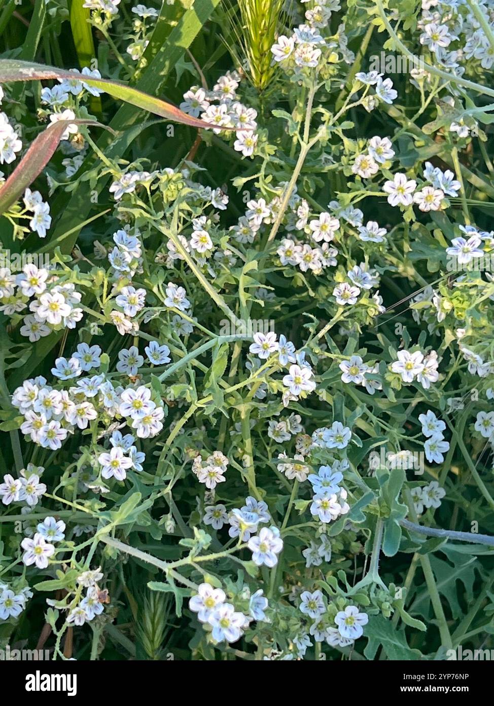 white fiesta flower (Pholistoma membranaceum Stock Photo - Alamy