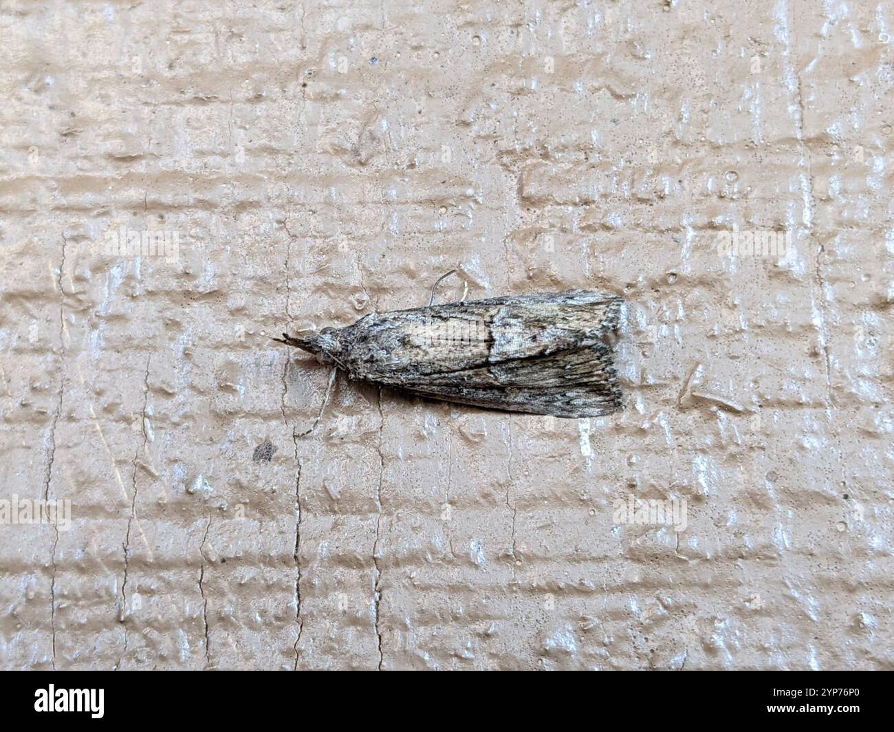 Green Cloverworm Moth (Hypena scabra Stock Photo - Alamy