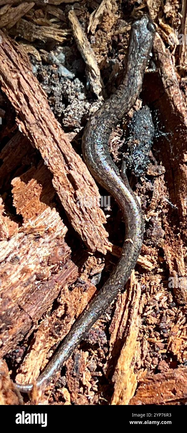 California Slender Salamander (Batrachoseps attenuatus Stock Photo - Alamy