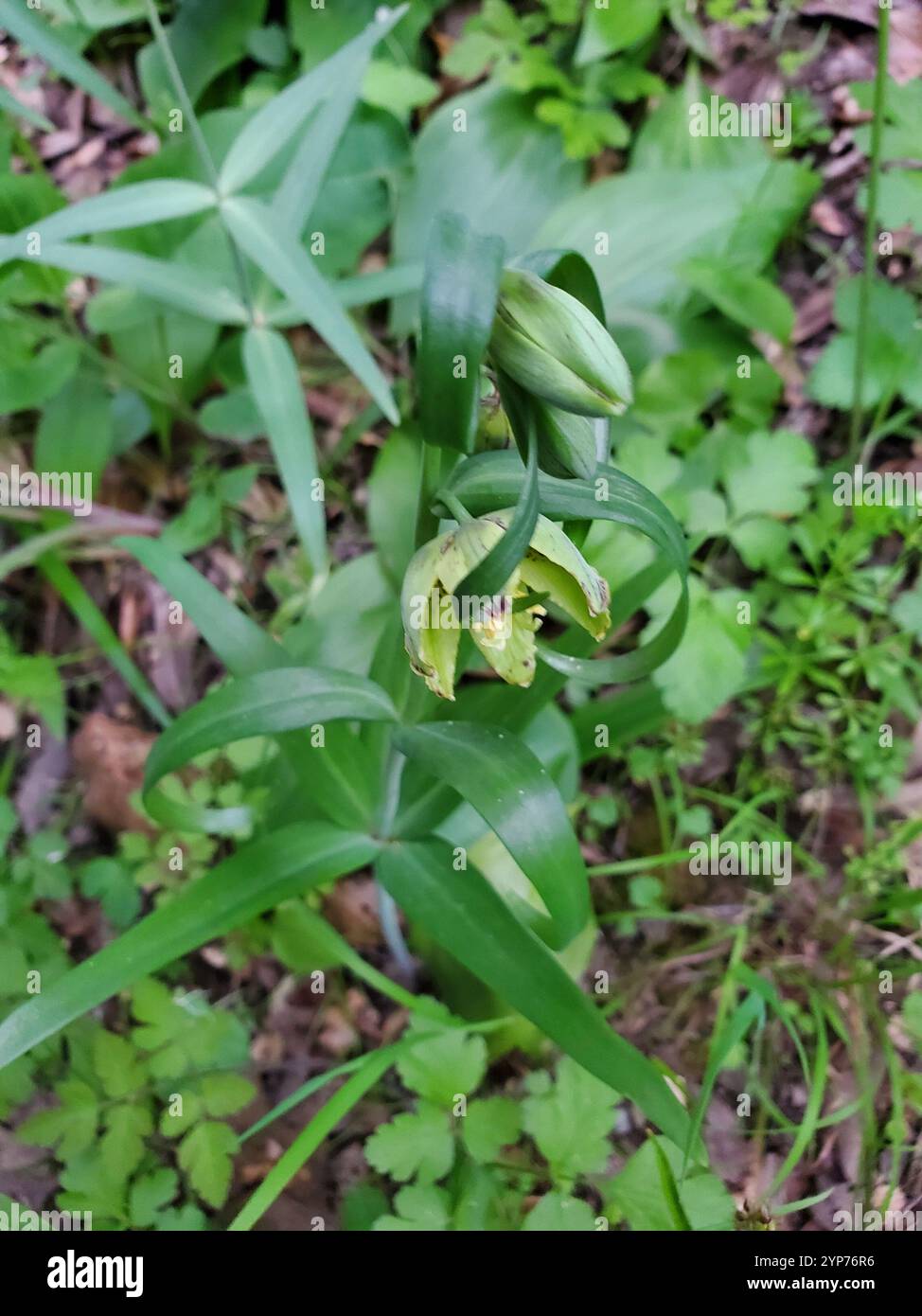 checker lily (Fritillaria affinis Stock Photo - Alamy
