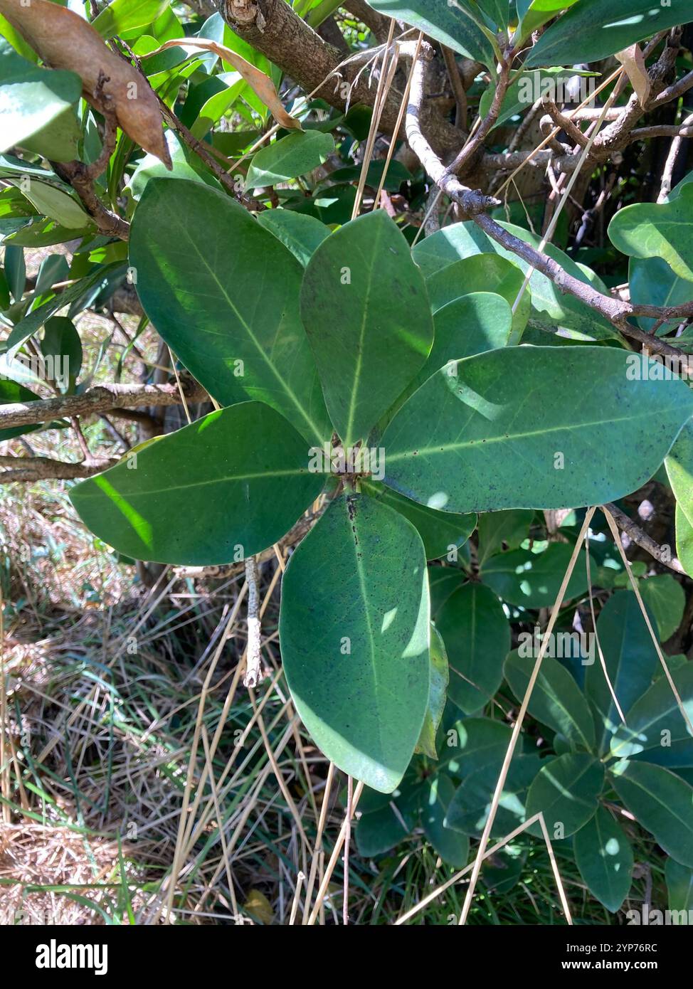 Karaka (Corynocarpus laevigatus Stock Photo - Alamy
