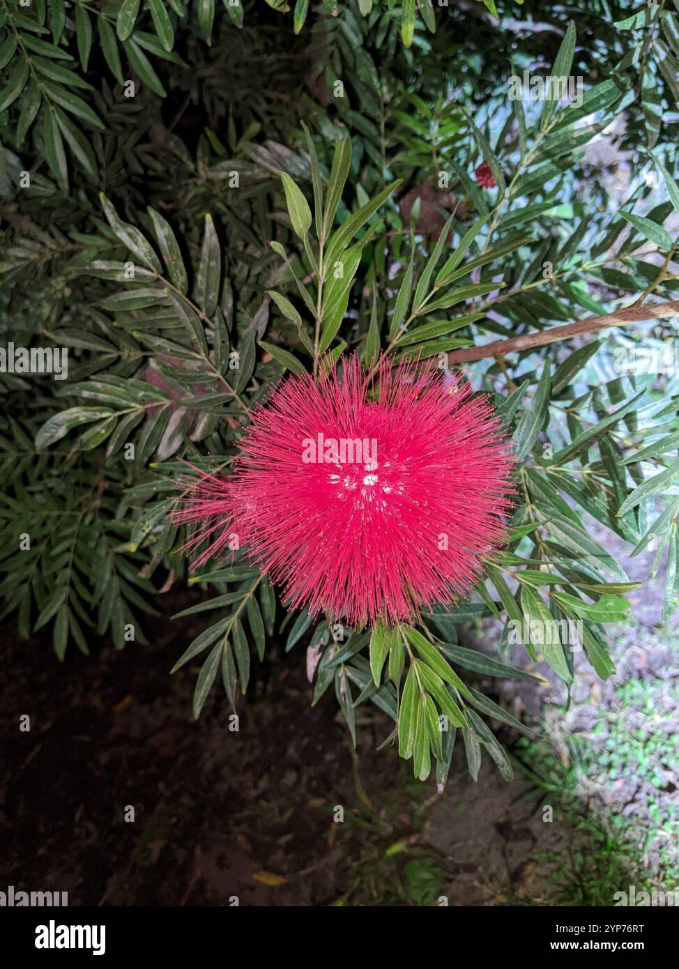 Scarlet powder puff hi-res stock photography and images - Alamy