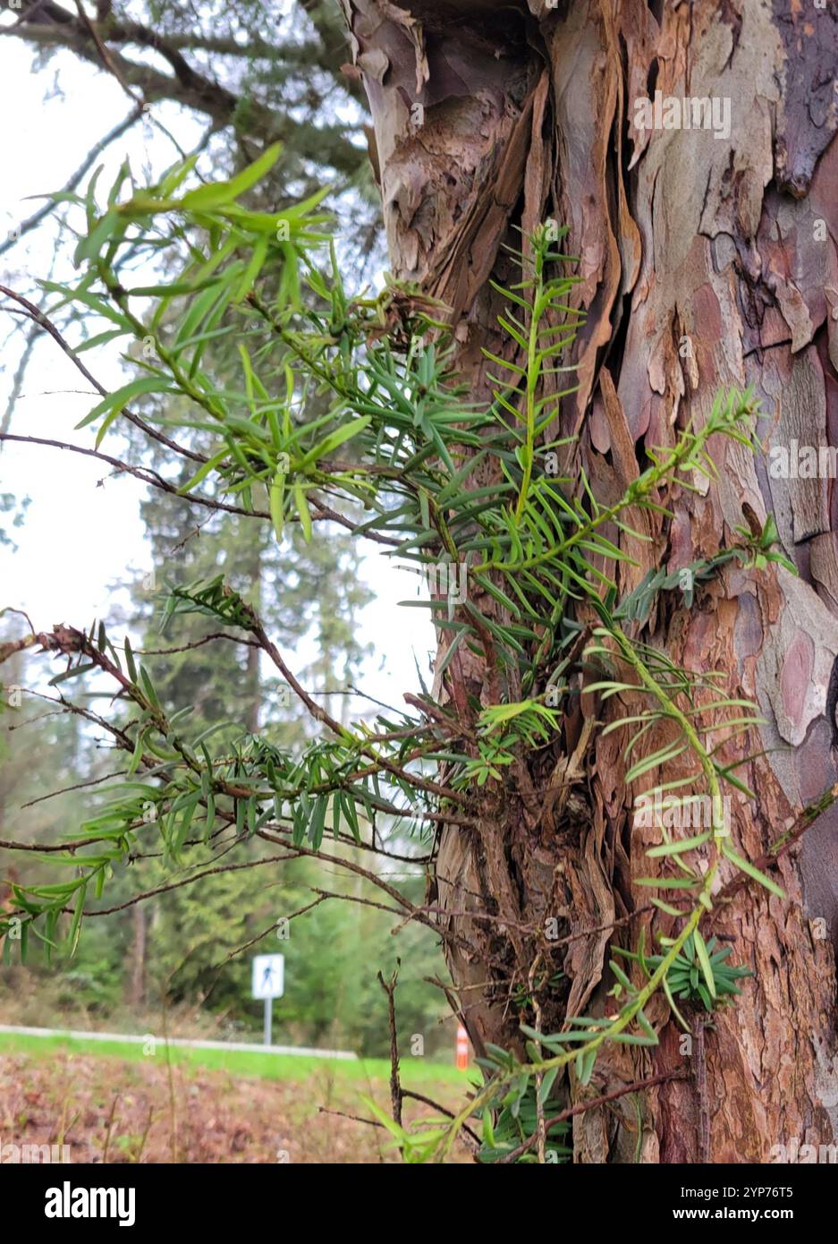 Pacific yew (Taxus brevifolia Stock Photo - Alamy