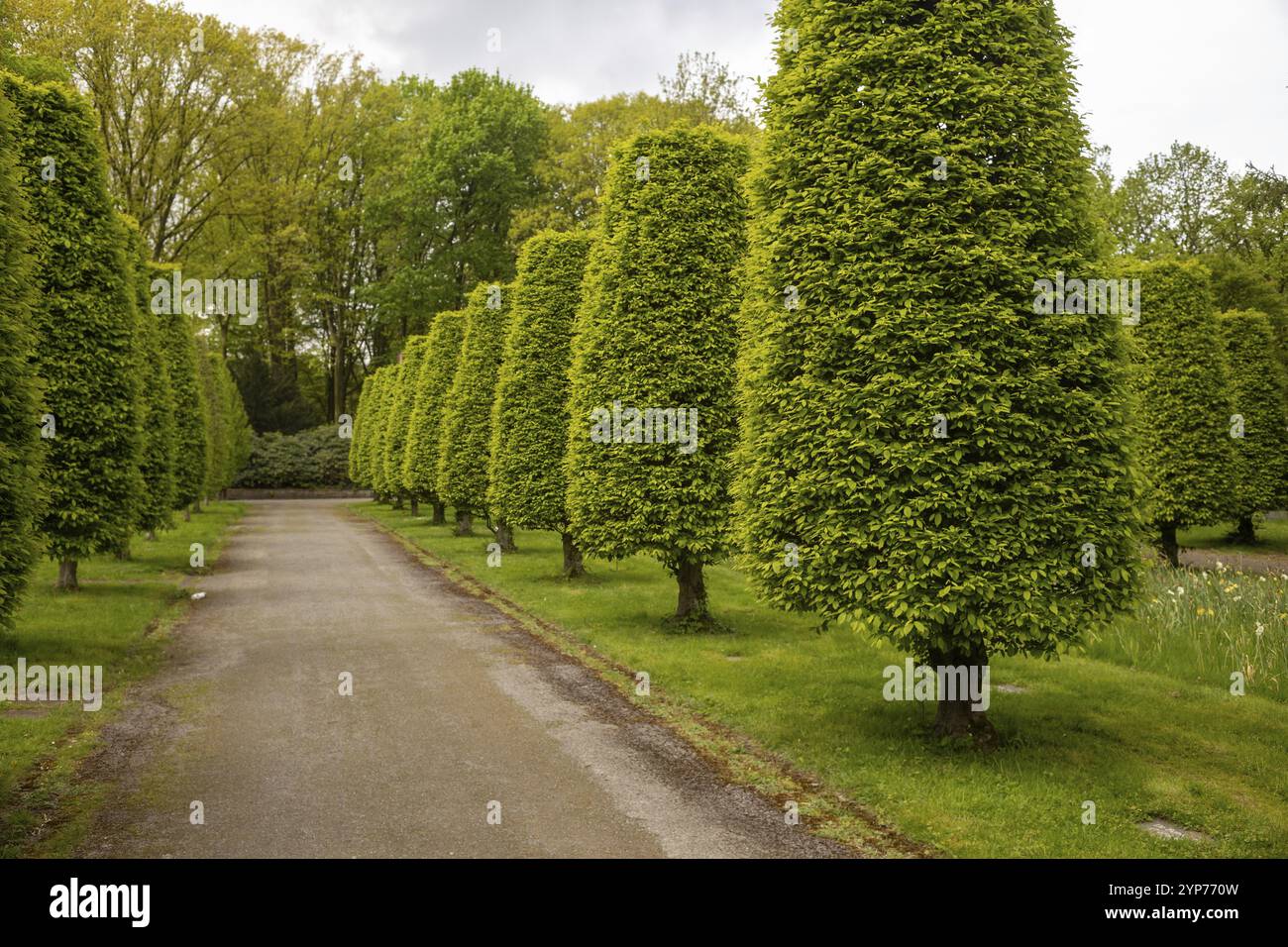 Hornbeam (Carpinus betulus) cut to shape Stock Photo - Alamy