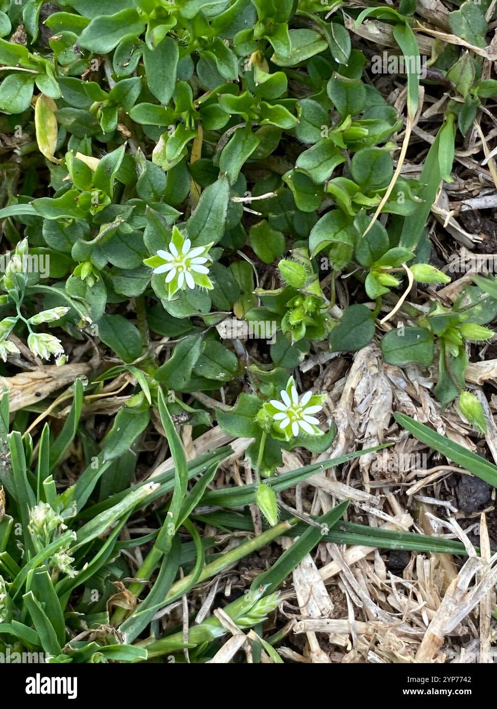 common chickweed (Stellaria media Stock Photo - Alamy
