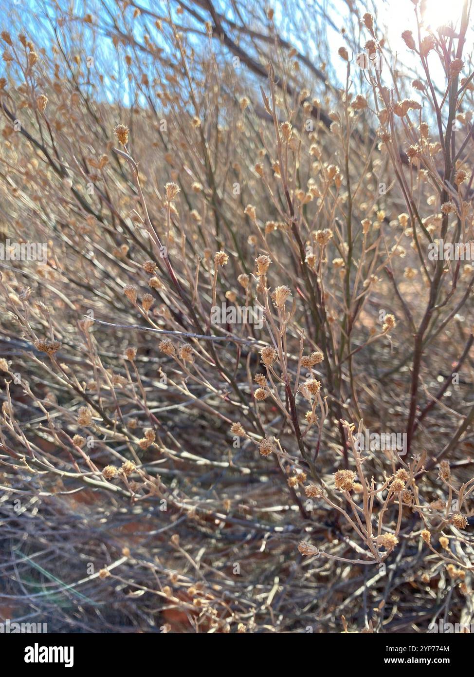 Desert Broom (Baccharis sarothroides Stock Photo - Alamy