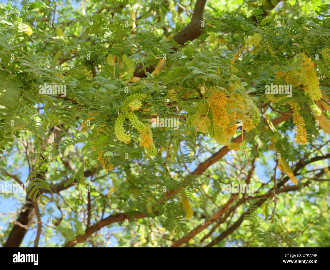 mesquite (Neltuma juliflora Stock Photo - Alamy