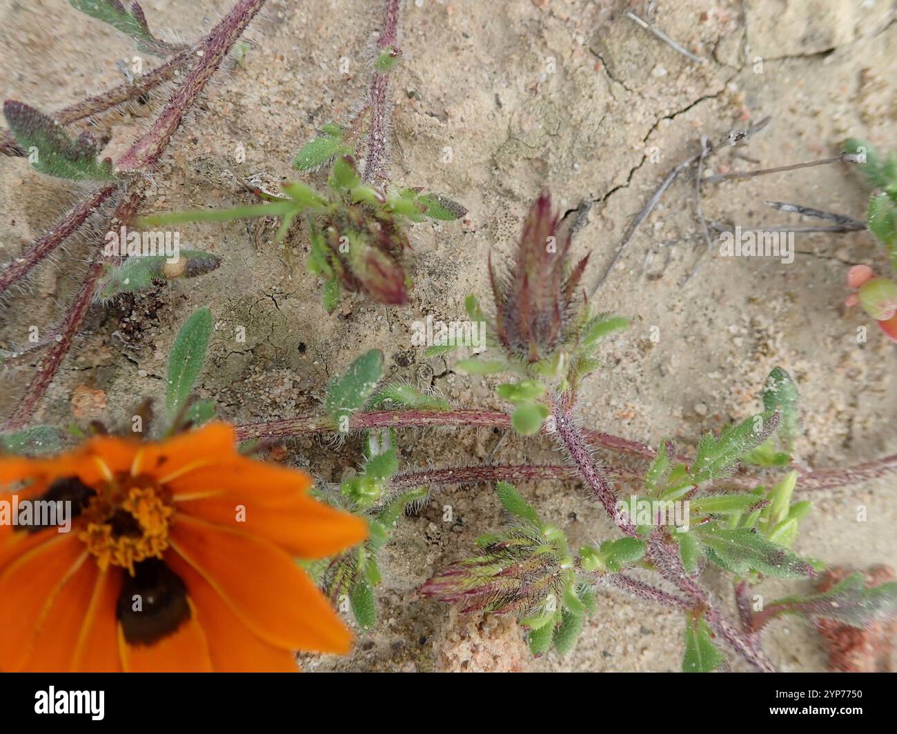 Beetle Daisy (Gorteria diffusa Stock Photo - Alamy