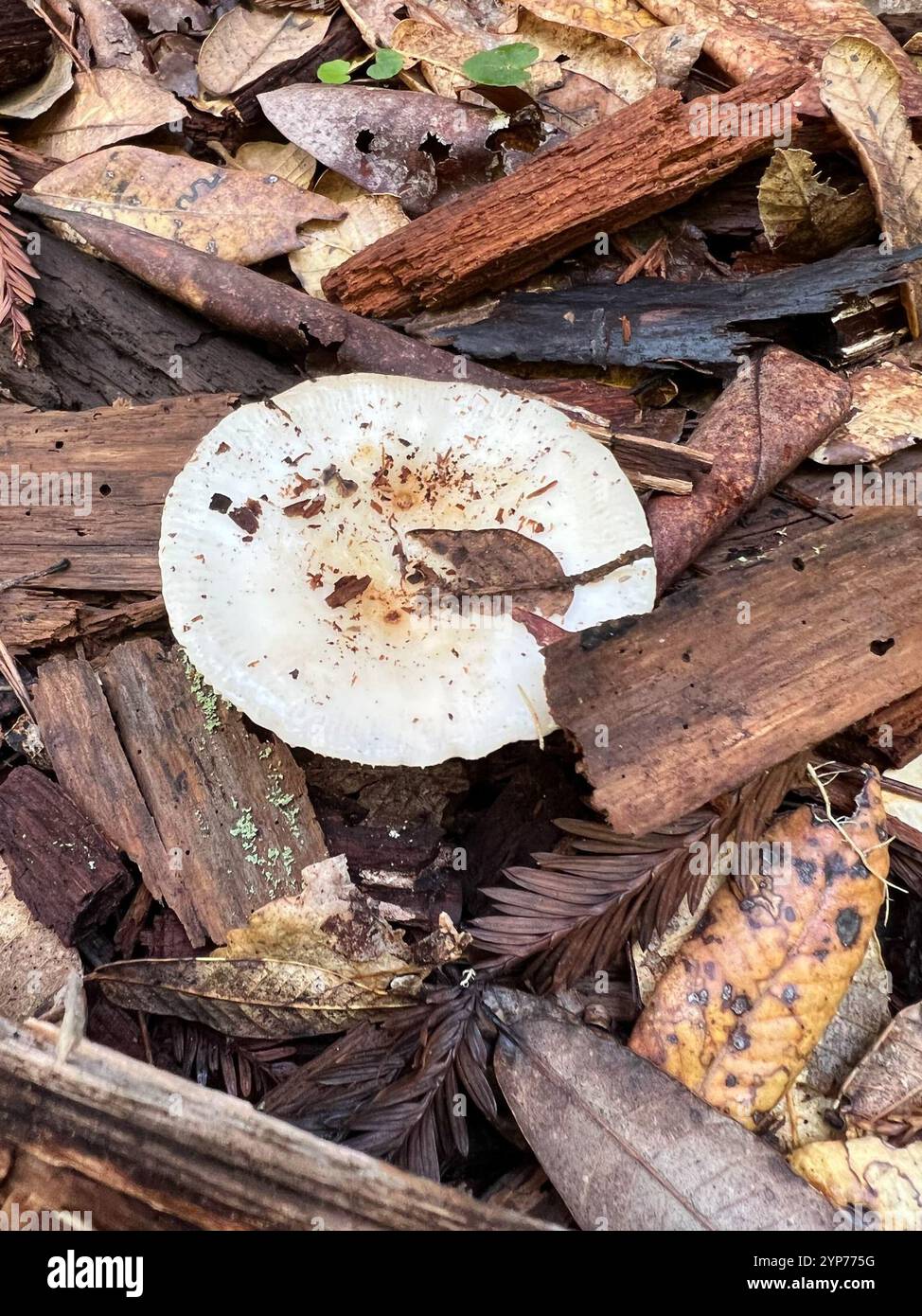 Winter Russula (Russula cremoricolor Stock Photo - Alamy