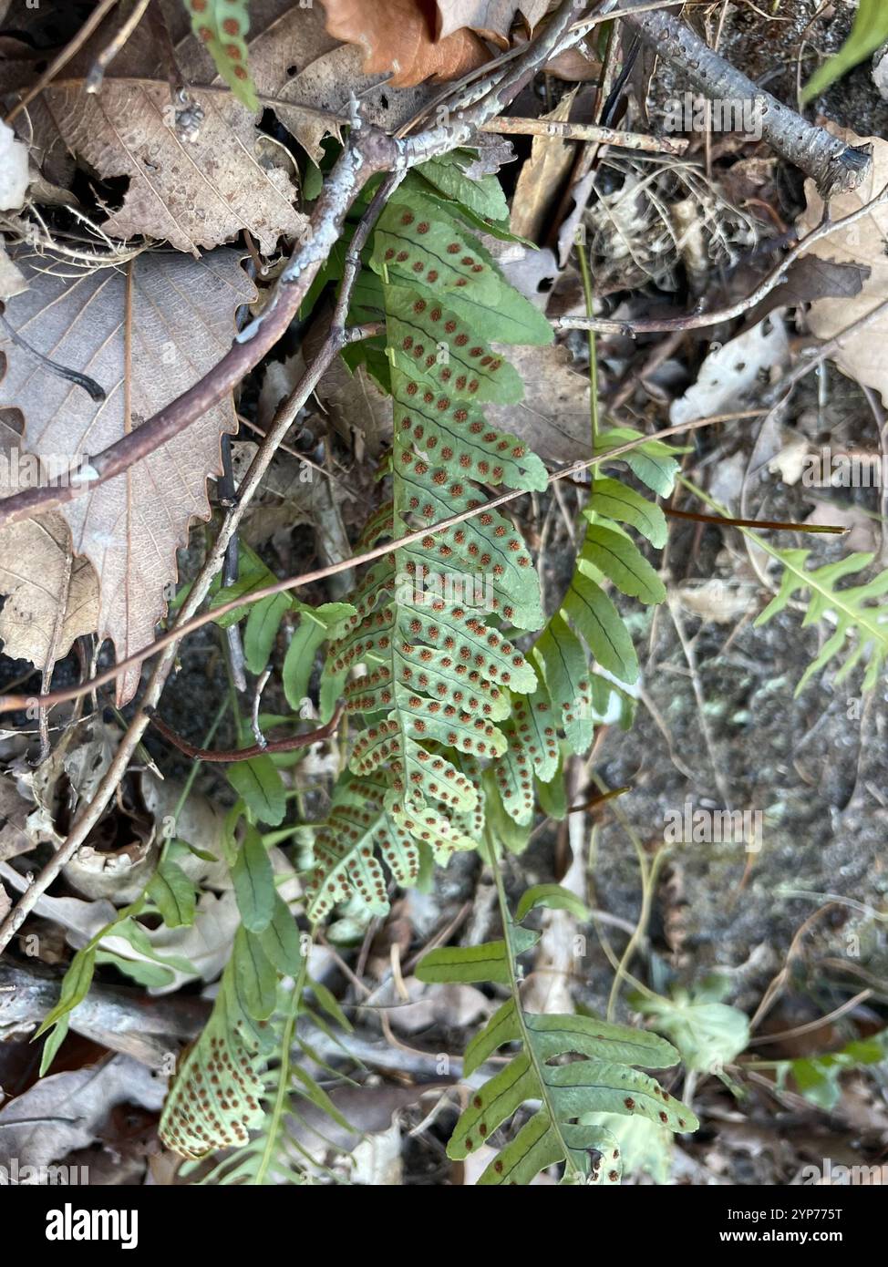 rock polypody (Polypodium virginianum Stock Photo - Alamy