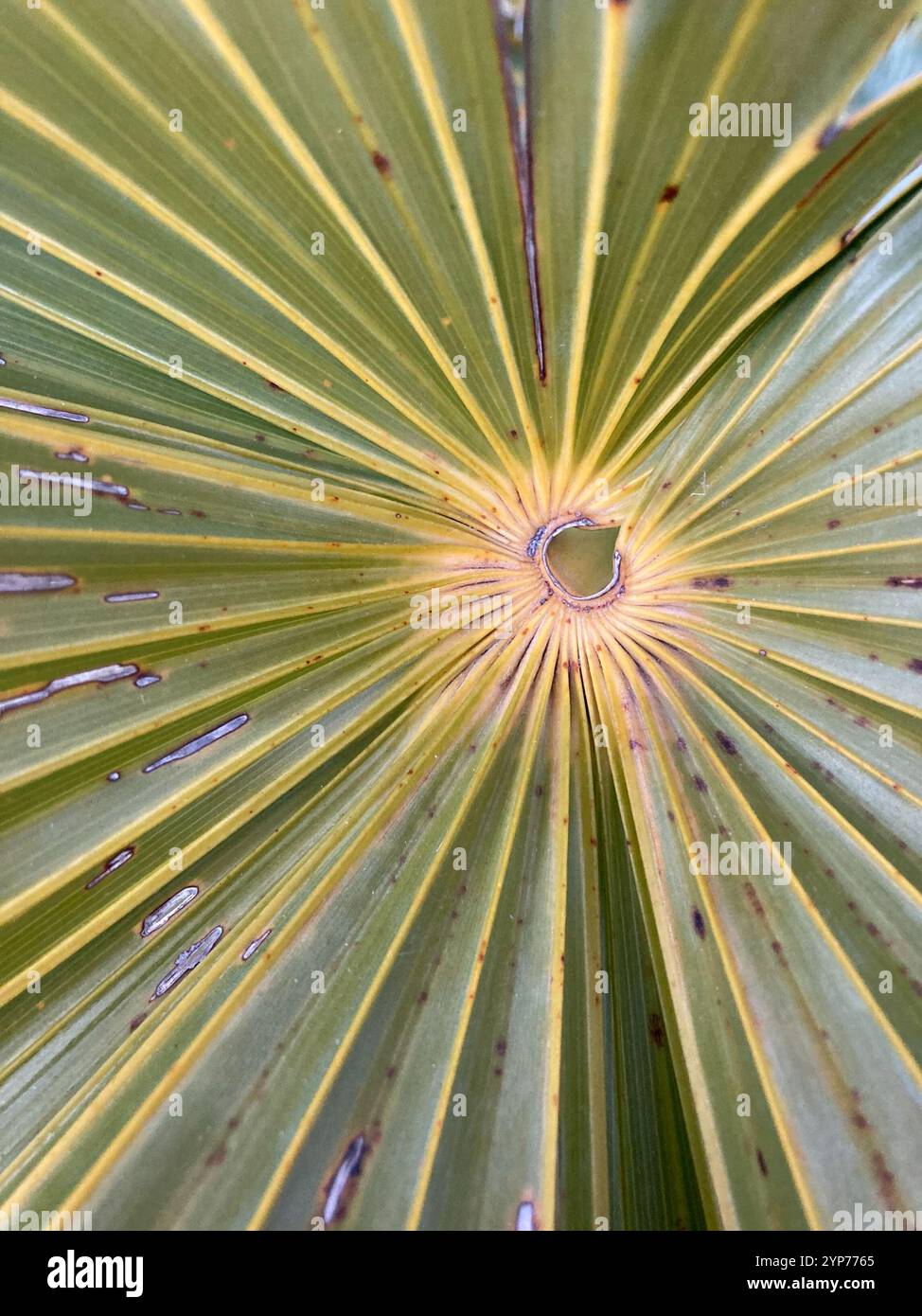 Key Thatch Palm (Leucothrinax morrisii Stock Photo - Alamy