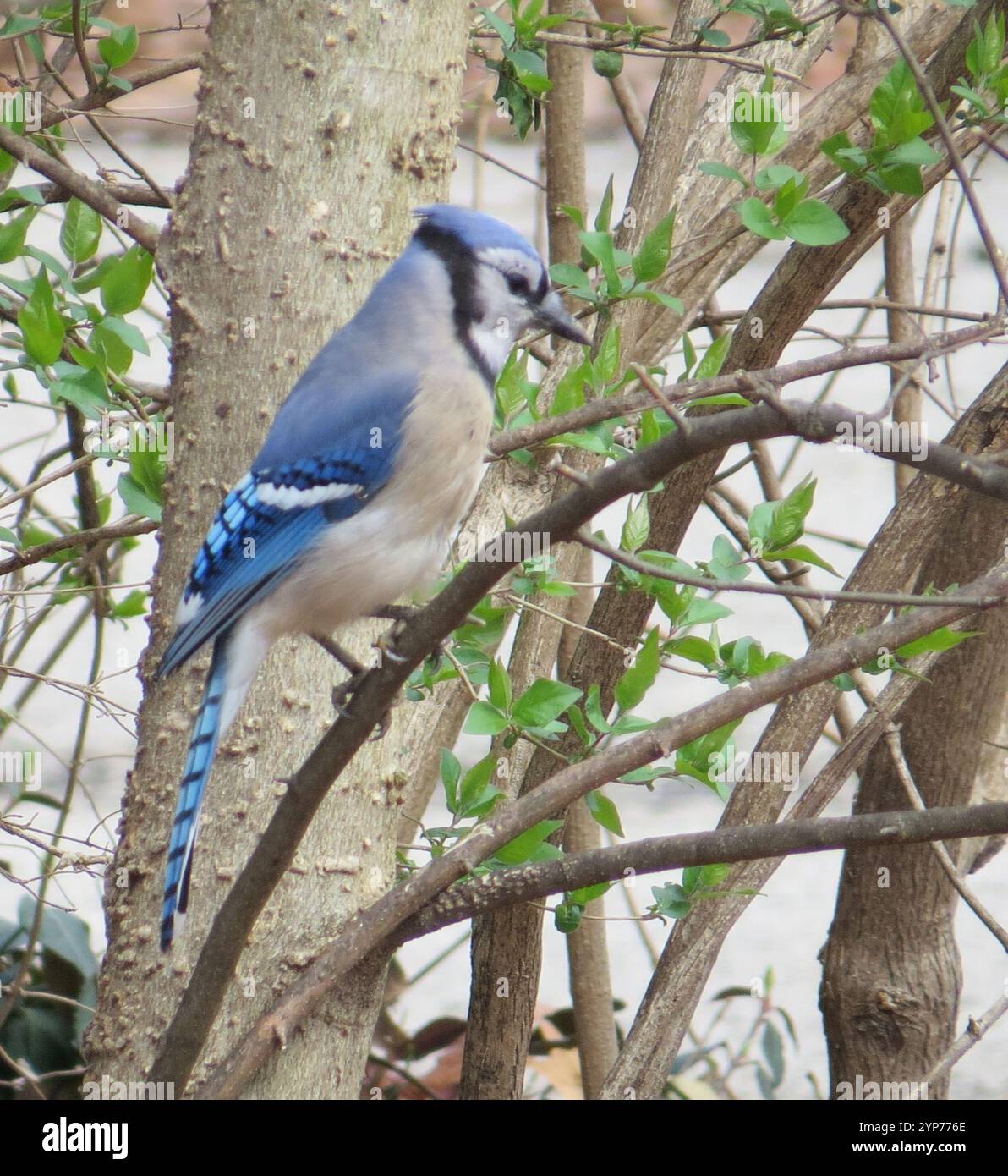 Blue Jay (Cyanocitta cristata Stock Photo - Alamy