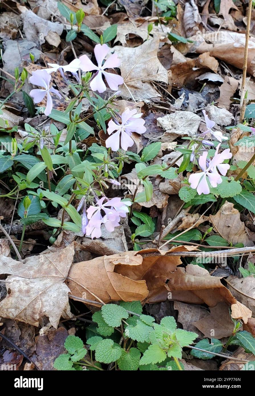 blue phlox (Phlox divaricata Stock Photo - Alamy