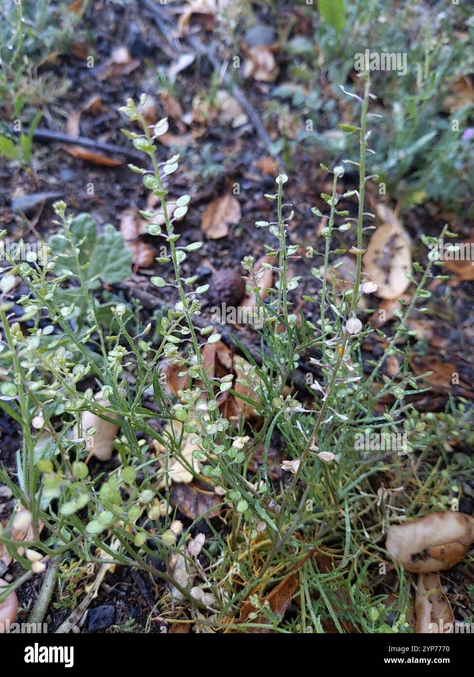 Shining Pepperweed (Lepidium nitidum Stock Photo - Alamy