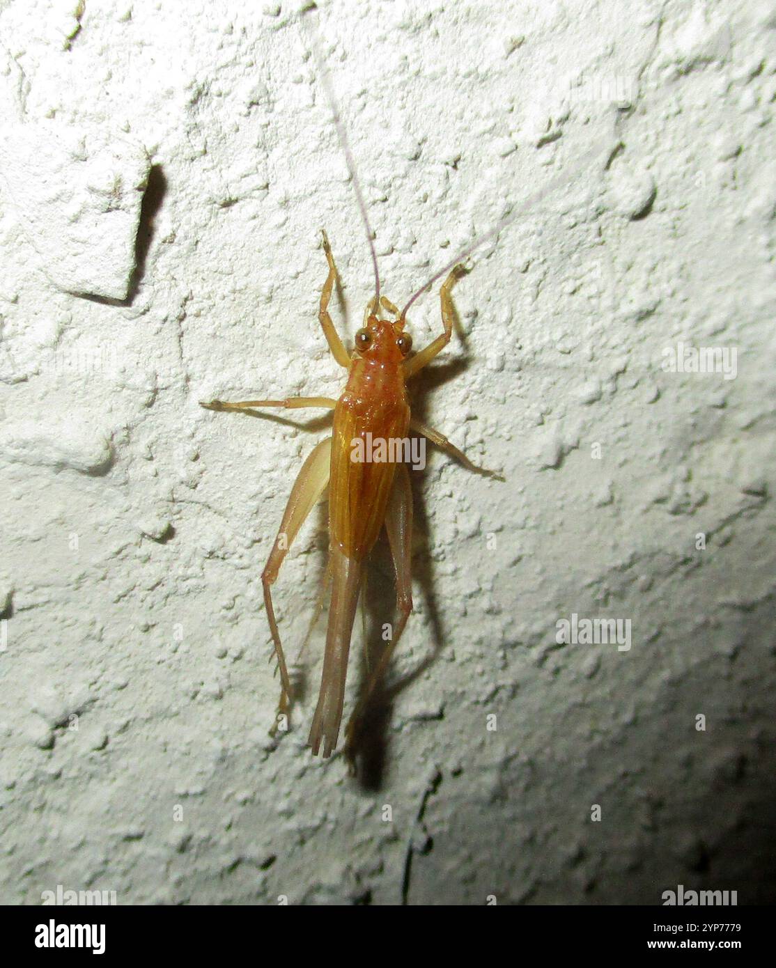 Trigs and Sword-tailed Crickets (Trigonidiinae Stock Photo - Alamy