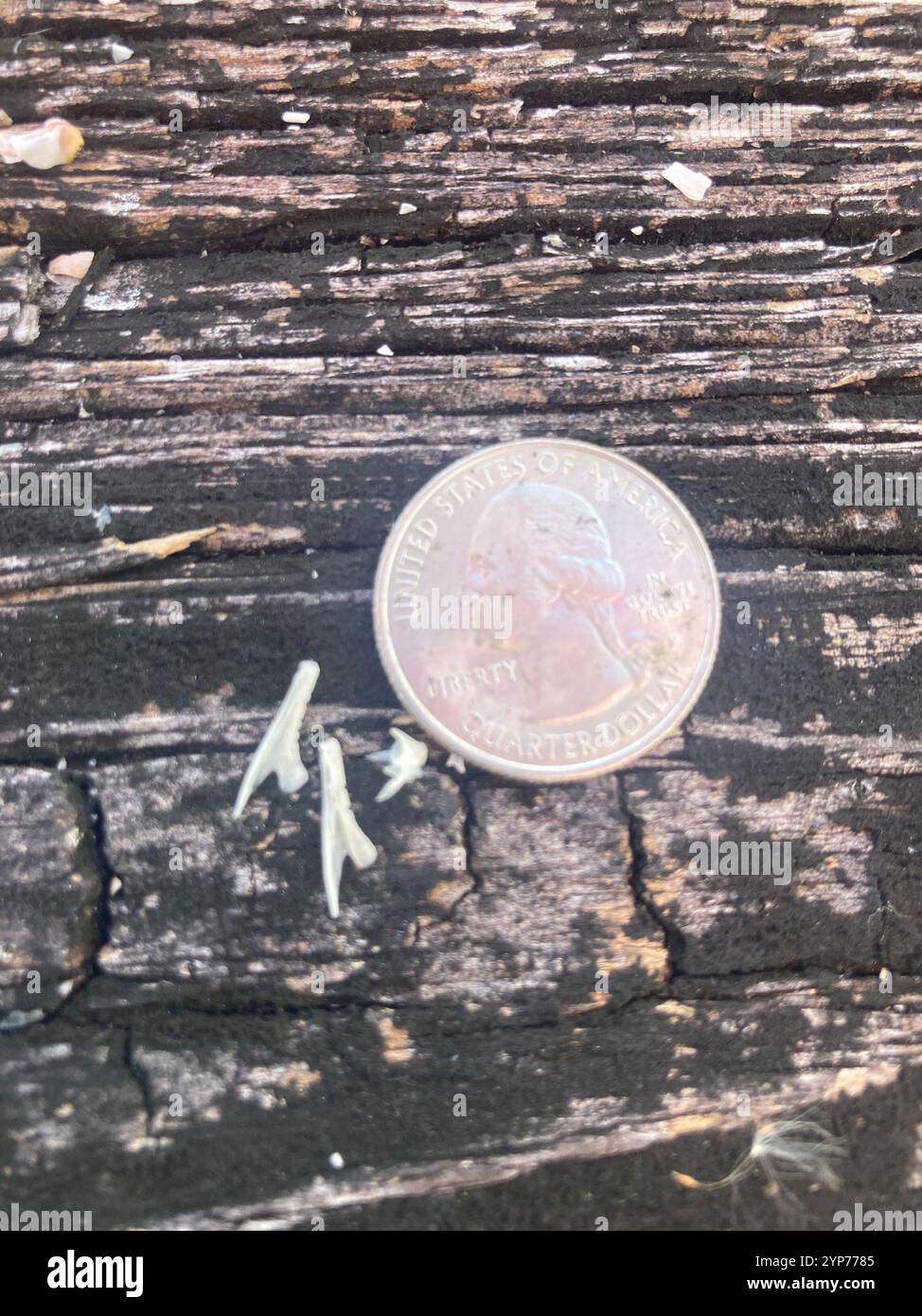 Ray-finned Fishes (Actinopterygii Stock Photo - Alamy