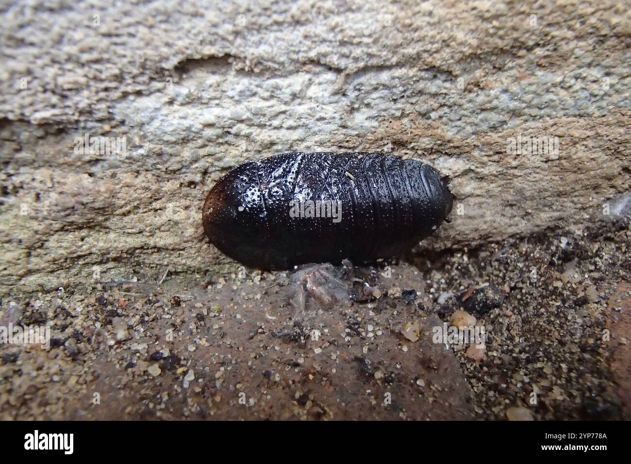 bark cockroach (Laxta granicollis Stock Photo - Alamy
