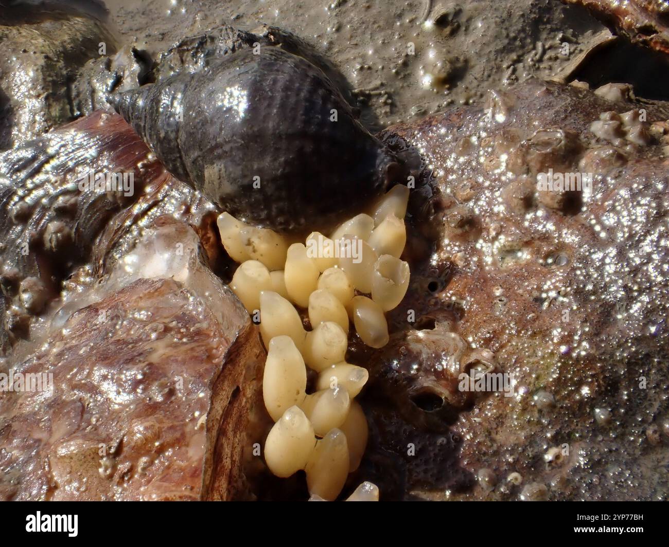 Atlantic Dogwhelk (Nucella lapillus Stock Photo - Alamy