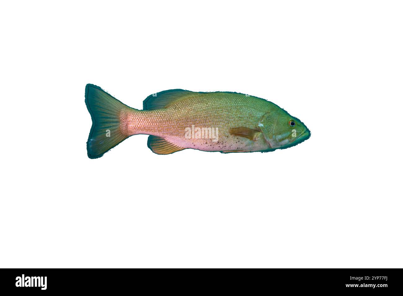 Side View of Largemouth Bass Micropterus salmoides Stock Photo - Alamy