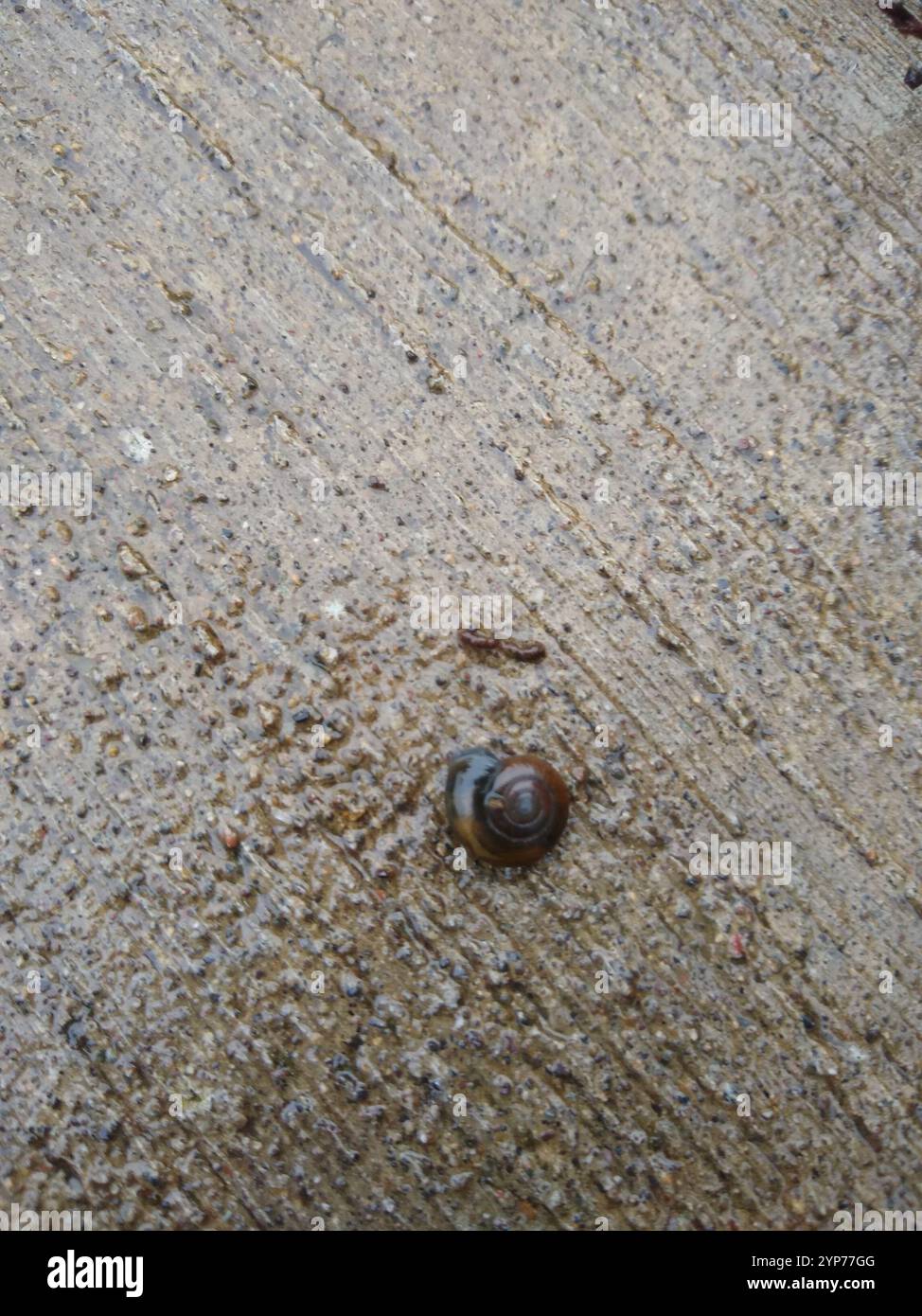 Common Land Snails and Slugs (Stylommatophora Stock Photo - Alamy