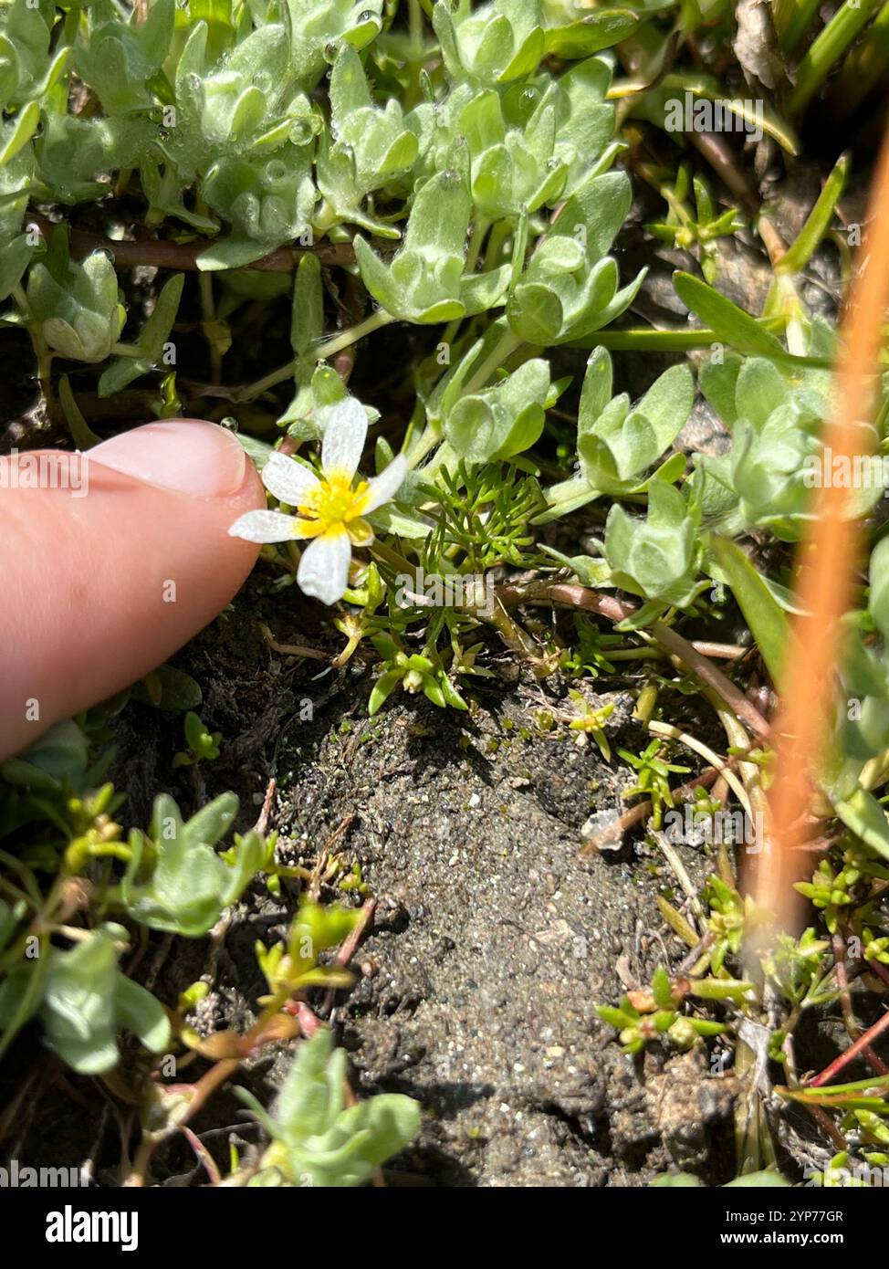 common water-crowfoot (Ranunculus aquatilis Stock Photo - Alamy