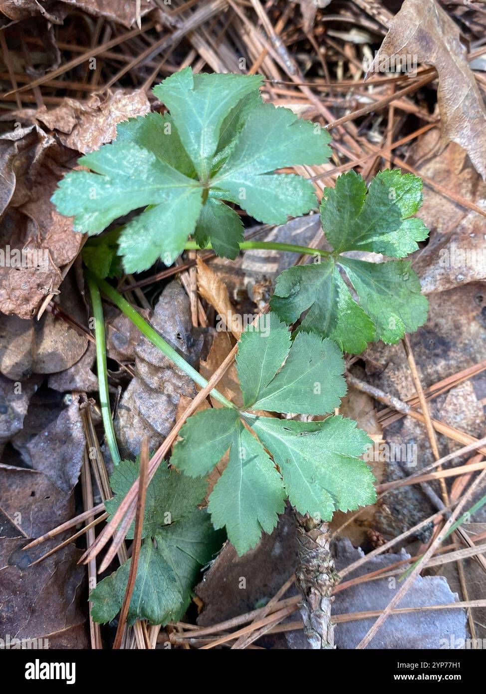 Black Snakeroot (Sanicula canadensis Stock Photo - Alamy
