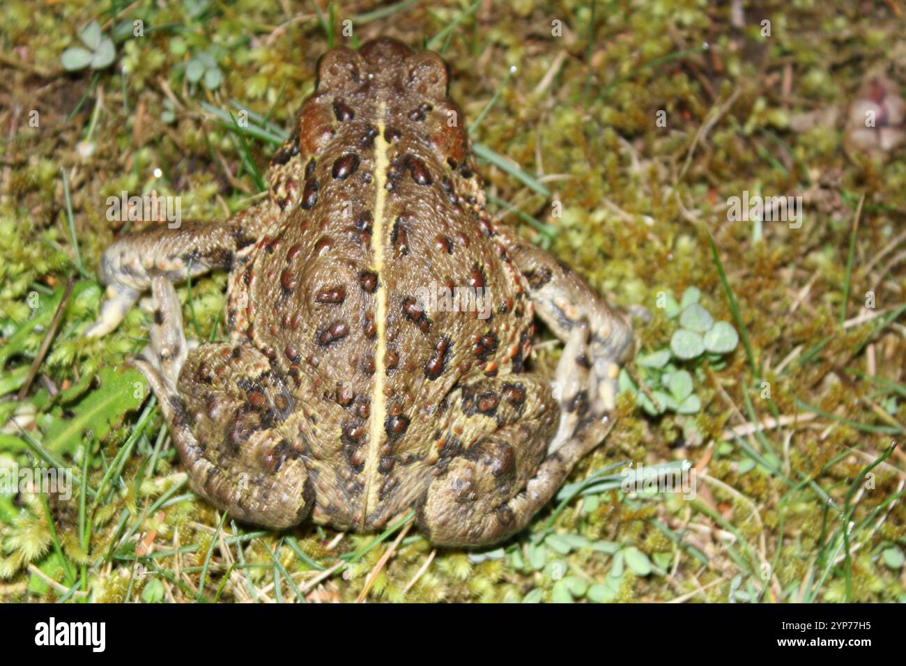Western Toad (Anaxyrus boreas Stock Photo - Alamy