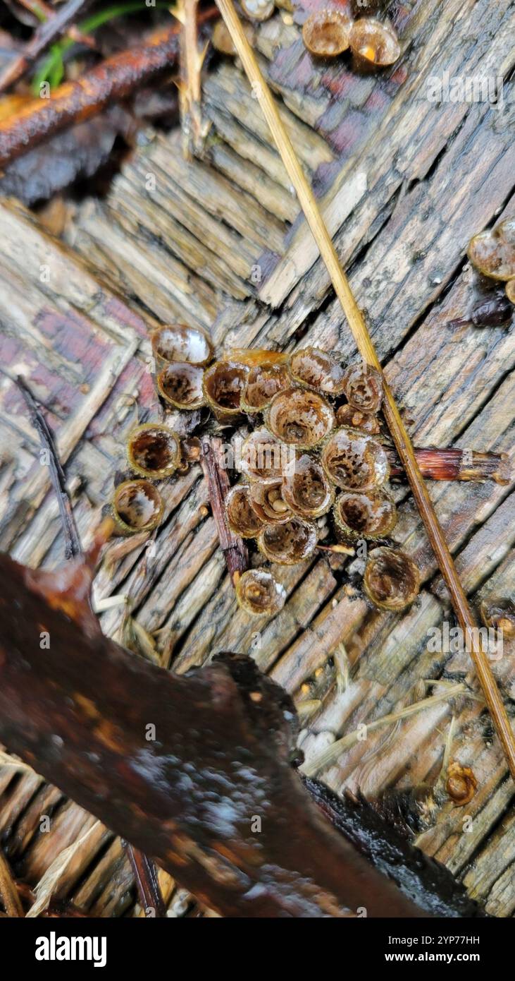 bird's nest fungi (Nidulariaceae Stock Photo - Alamy