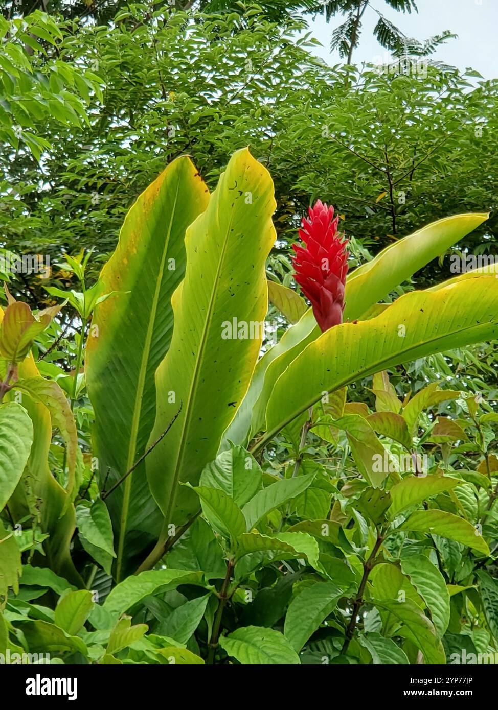 Red Ginger (Alpinia purpurata Stock Photo - Alamy